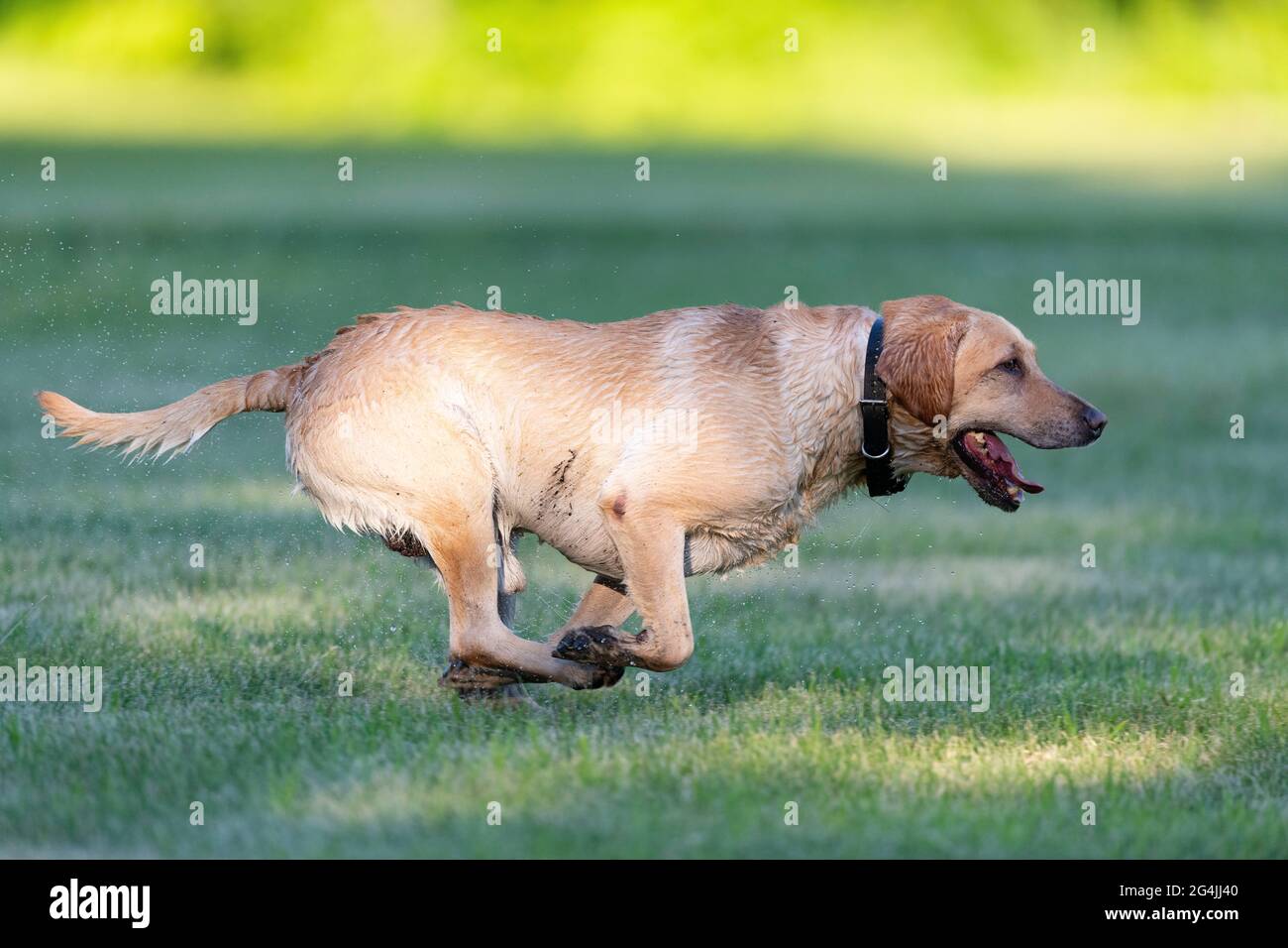 Lab jumping hi-res stock photography and images - Alamy