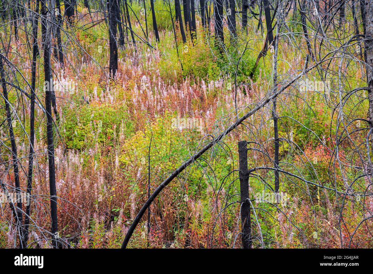 Regrowing after a fire hi-res stock photography and images - Alamy
