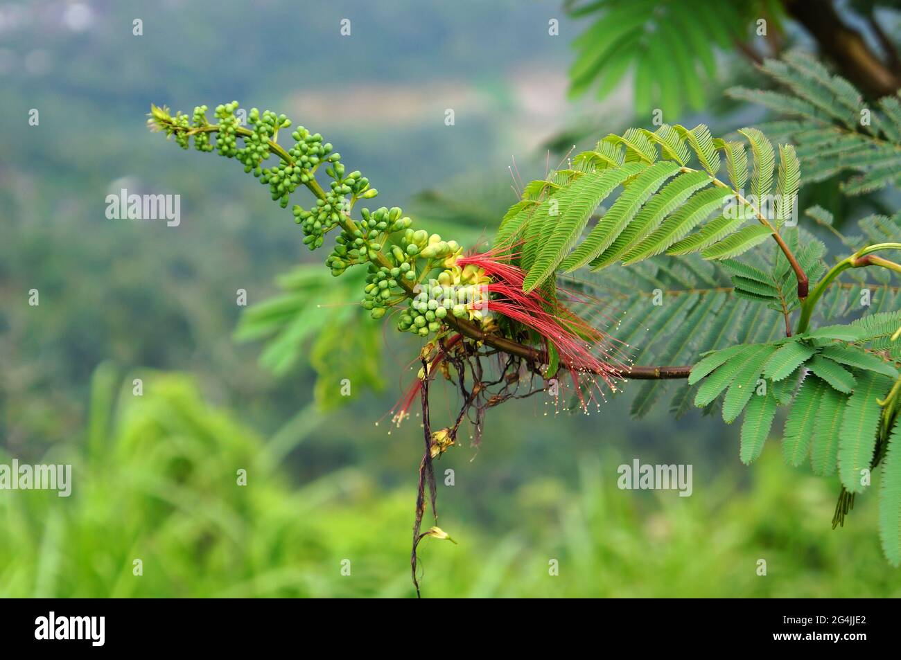 Calliandra Houstoniana