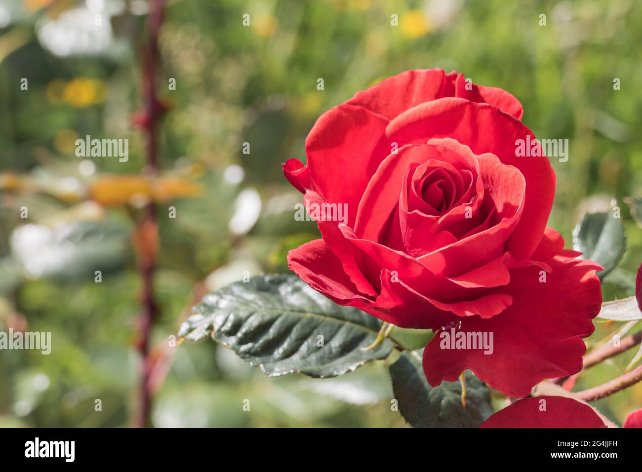 Red rose in sunlight hi-res stock photography and images - Alamy