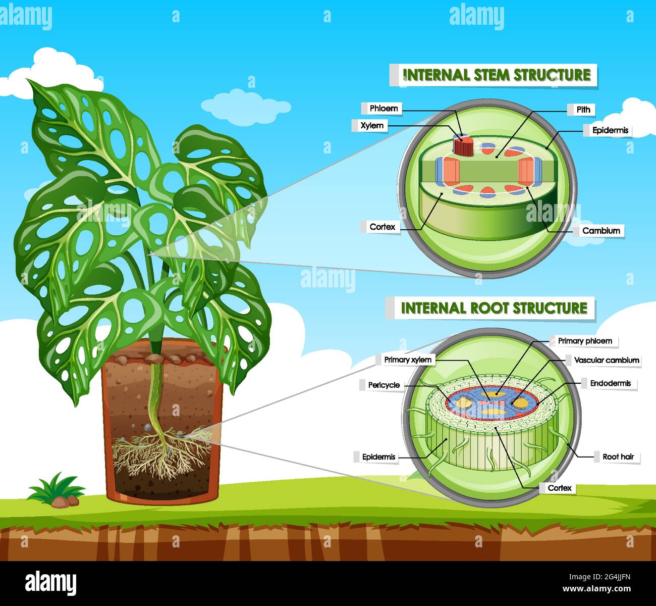 Diagram showing stem and root structure illustration Stock Vector Image ...