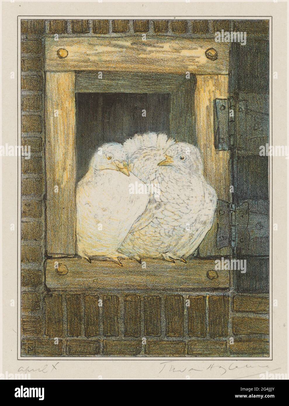 White pigeons in window. Two white pigeons seated on a windowsill Stock ...