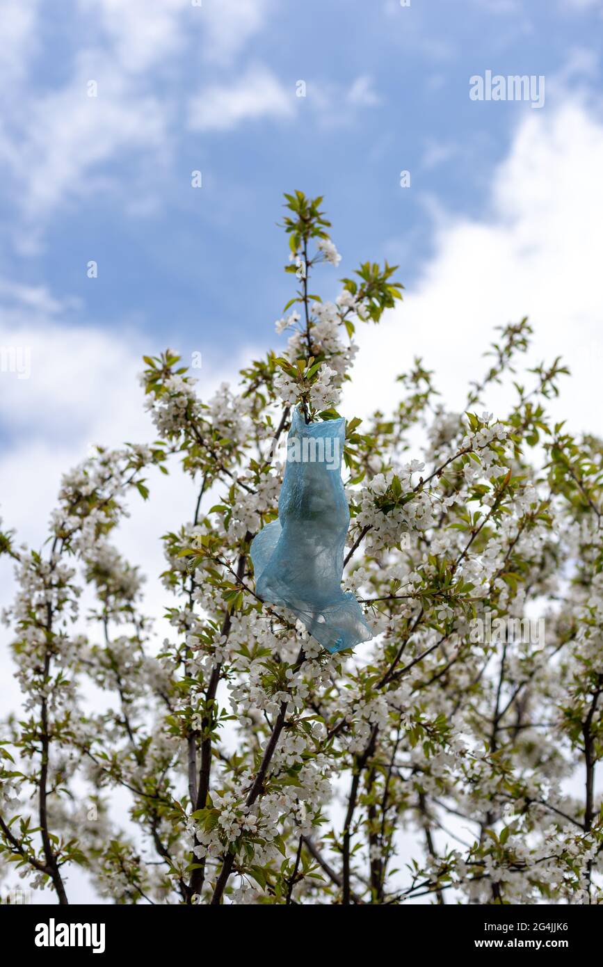 Plastic bag stuck in a tree hi-res stock photography and images - Alamy