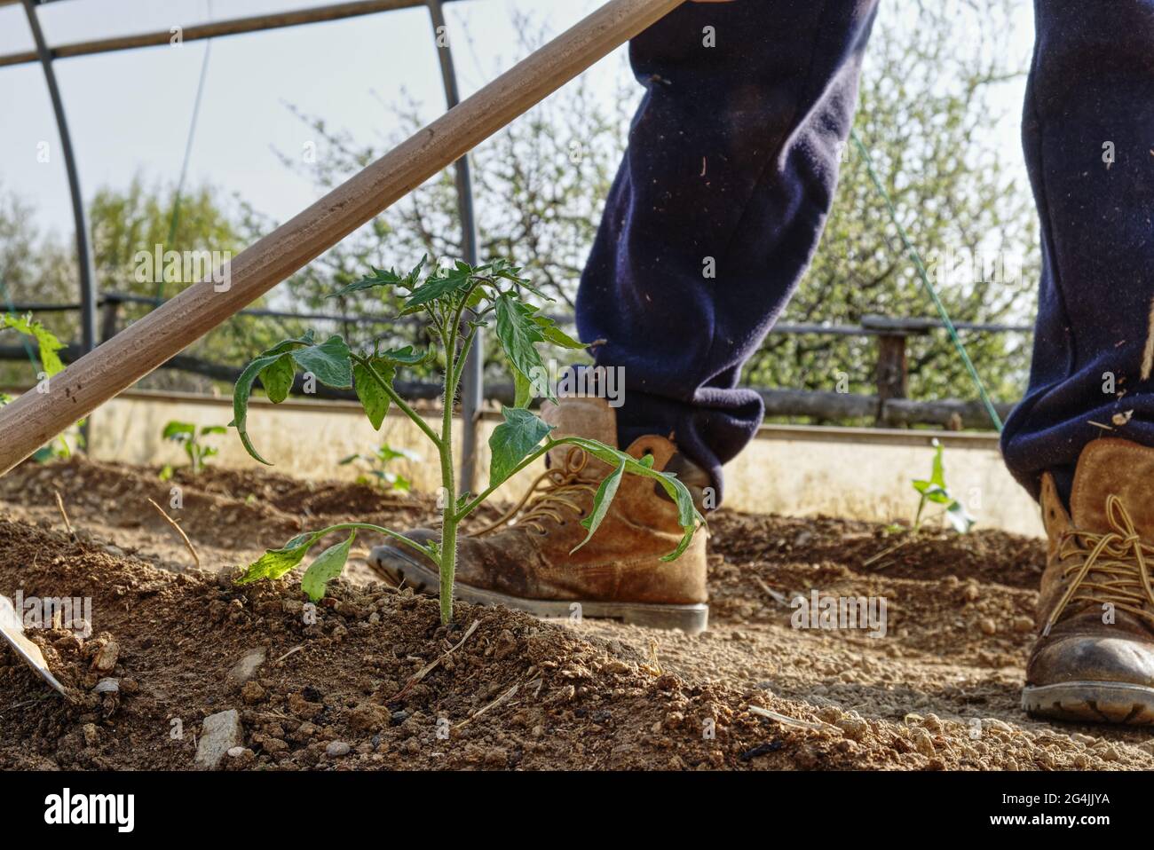 Farmer prepares the ground for the summer vegetable garden with a rake ...