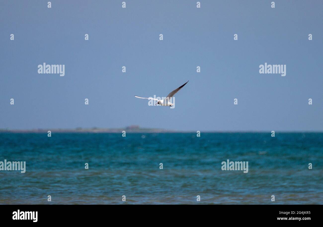 A common tern bird flying over the sea Stock Photo - Alamy