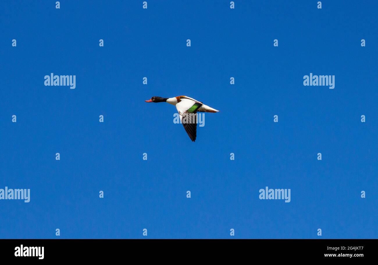 A common shelduck bird flying in a blue sky Stock Photo - Alamy