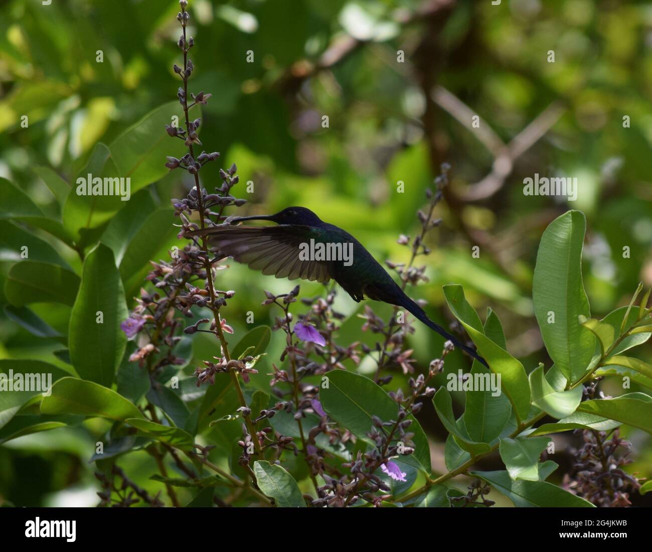 Fauna urbana urbana hi-res stock photography and images - Alamy