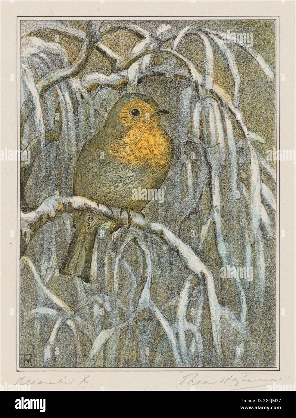 Robin on snowy tree branch Stock Photo - Alamy
