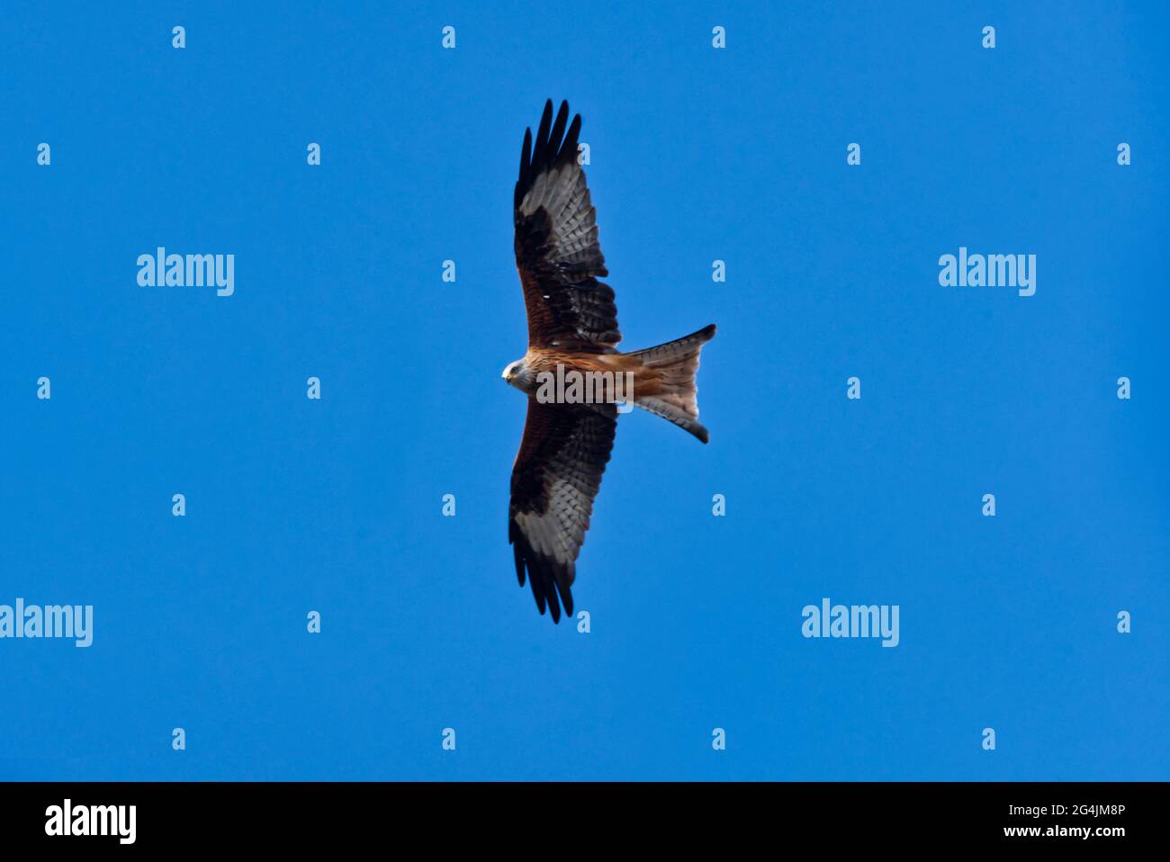 Low angle of a Red Kite flying with wide opened wings on background of ...