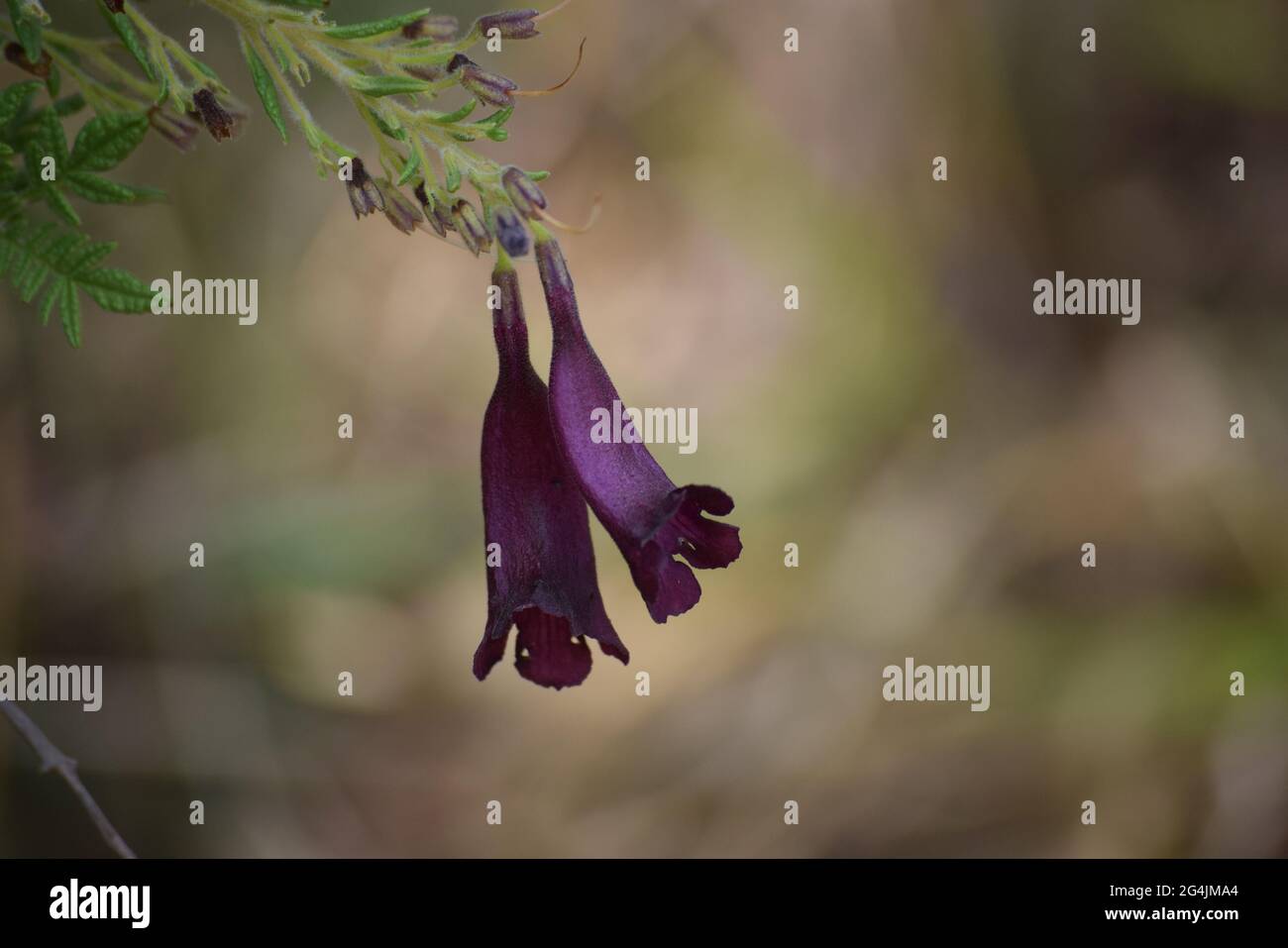 Cerrado Brasil: flor, fruto e folha Stock Photo - Alamy
