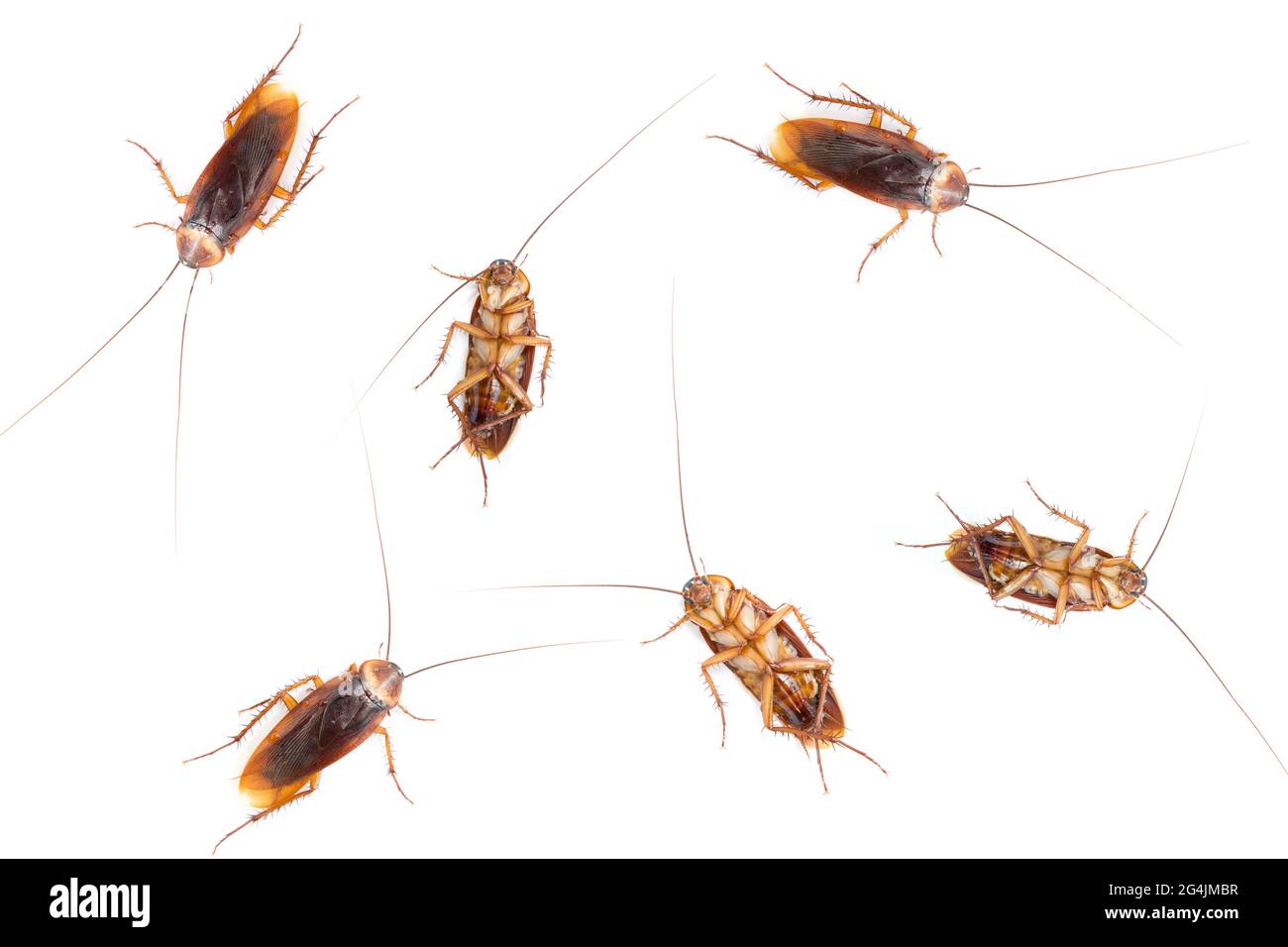 Die cut many cockroach on white isolated Stock Photo - Alamy