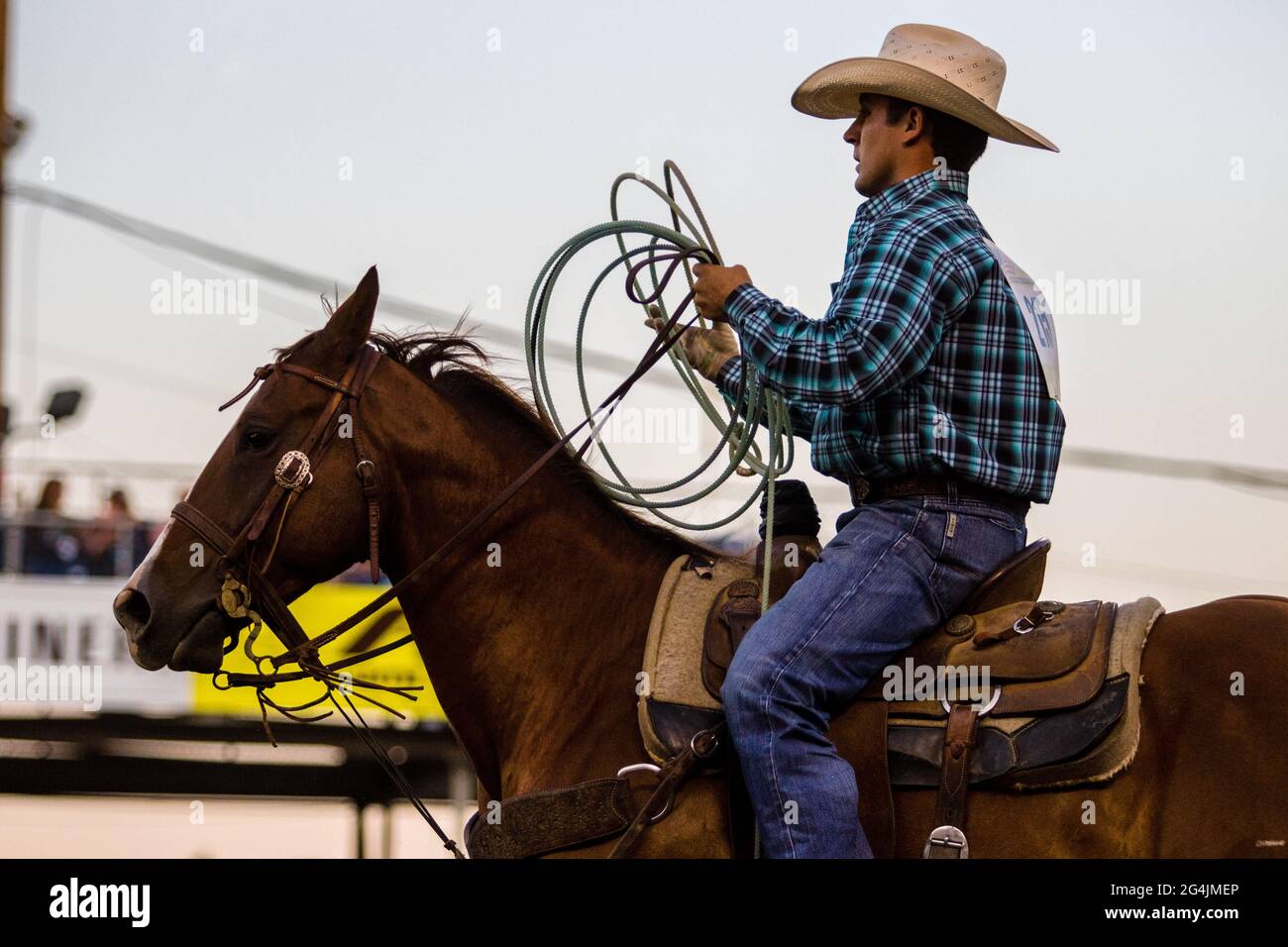 Team roping event hi-res stock photography and images - Alamy