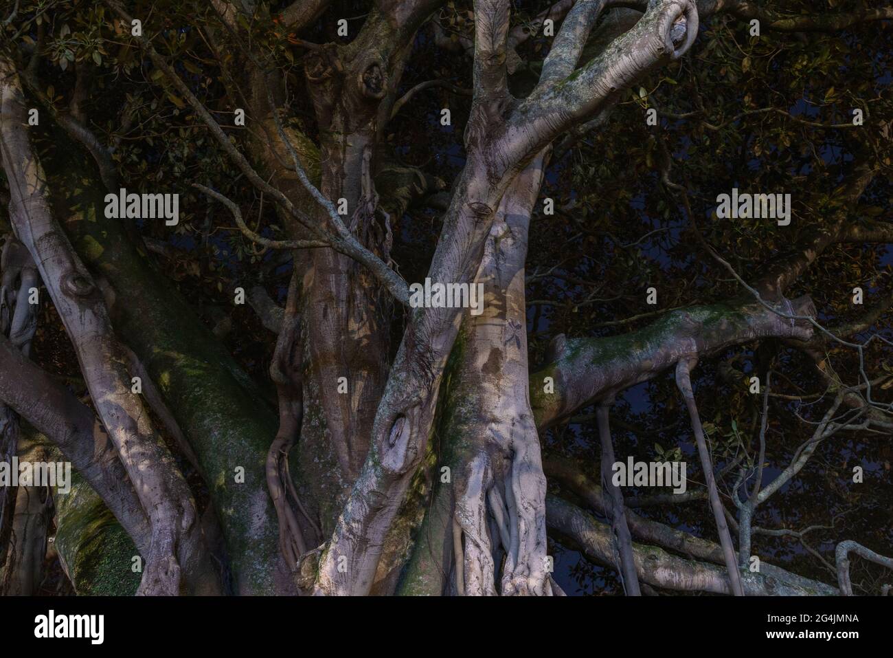 Big old Moreton Bay fig tree at Devonport Auckland New Zealand at night ...