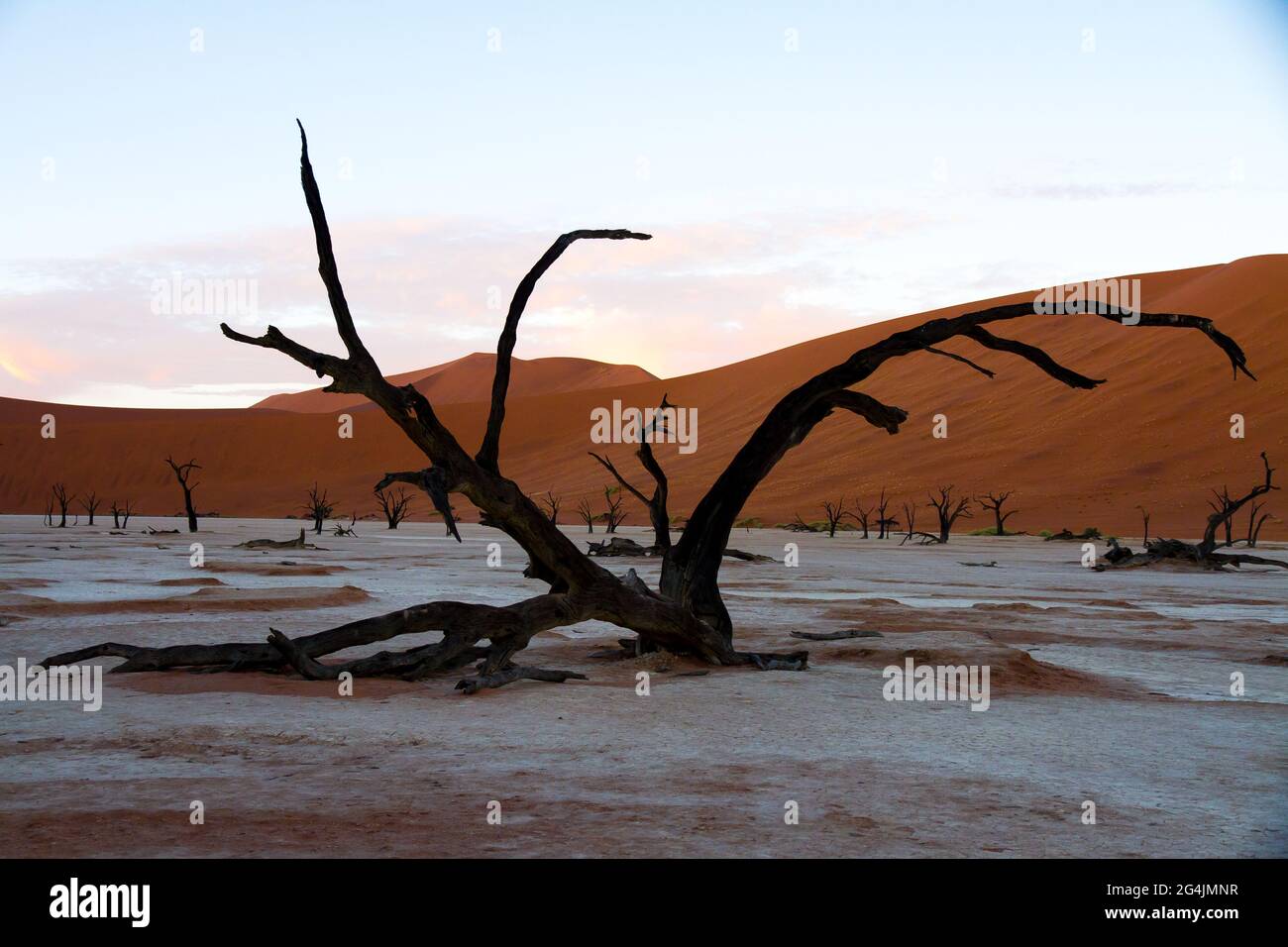 Dead trees of Deadvlei in Namibia that look like skeletons standing on ...