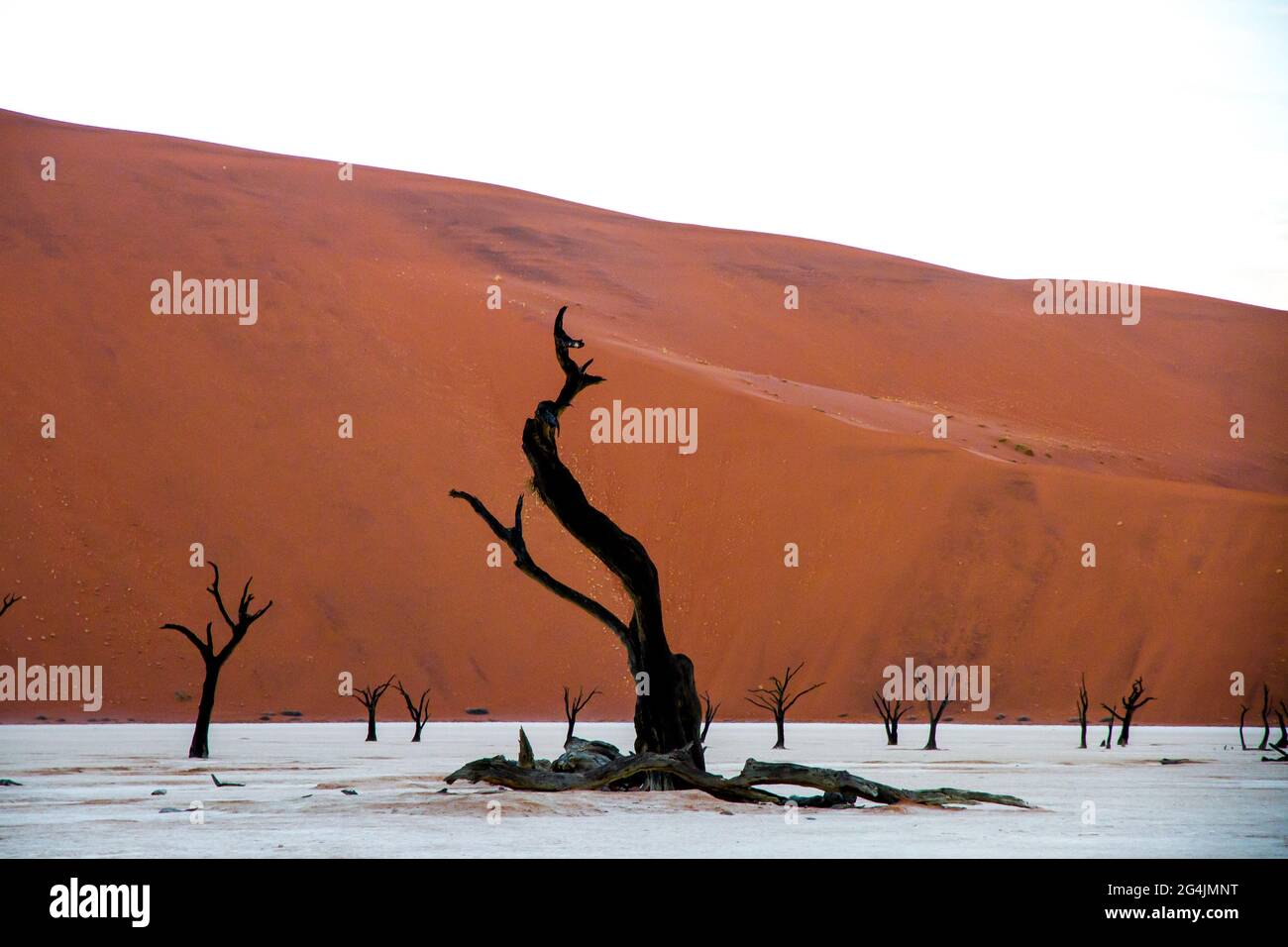 Dead trees of Deadvlei in Namibia that look like skeletons standing on ...