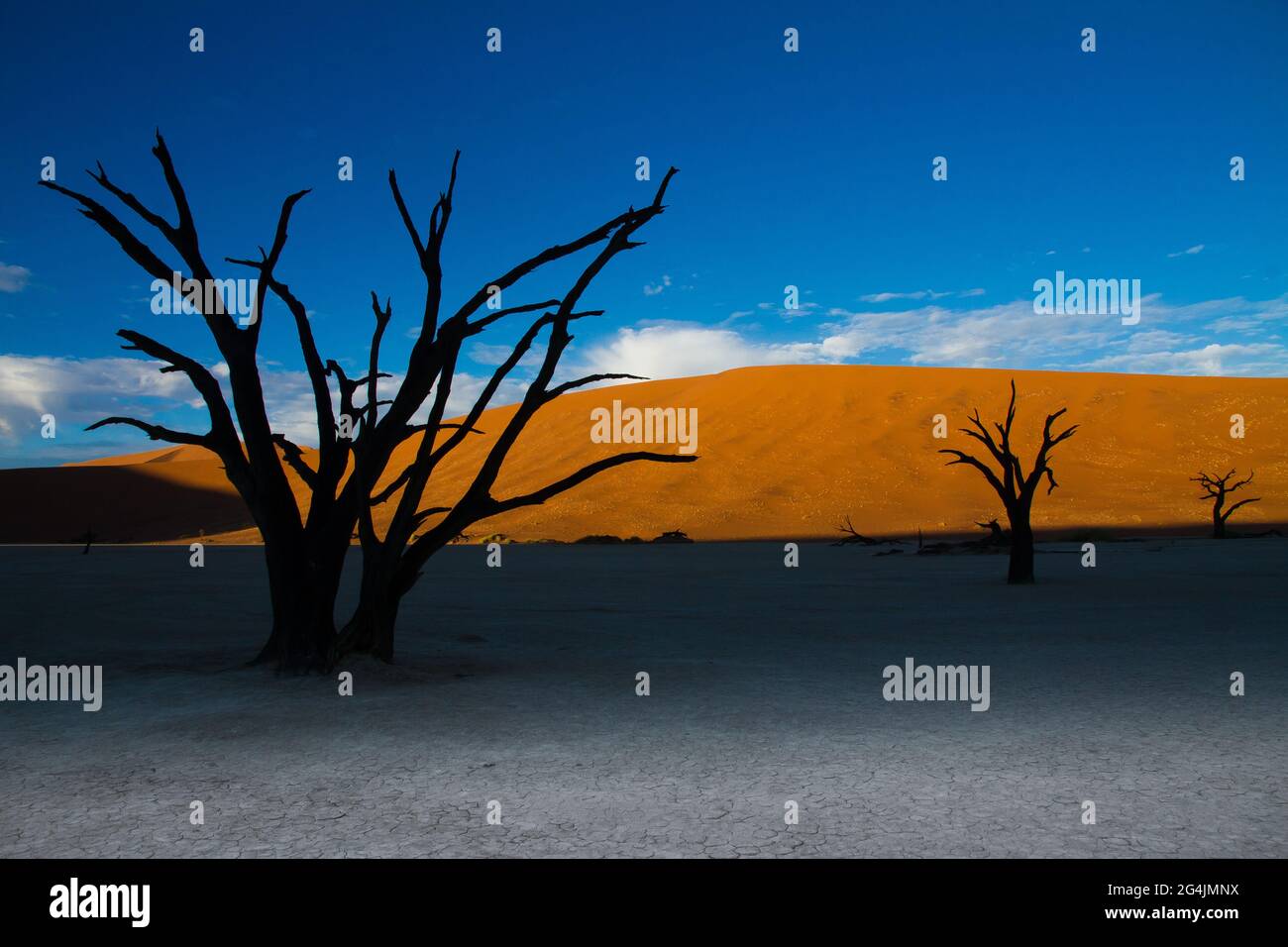 Dead trees of Deadvlei in Namibia that look like skeletons standing on ...