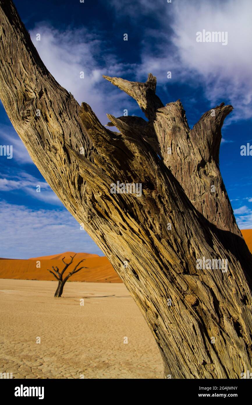 Dead trees of Deadvlei in Namibia that look like skeletons standing on ...