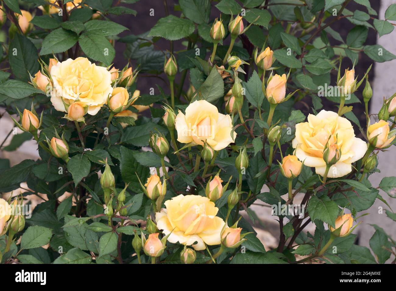 Beauty bush flowers hi-res stock photography and images - Alamy