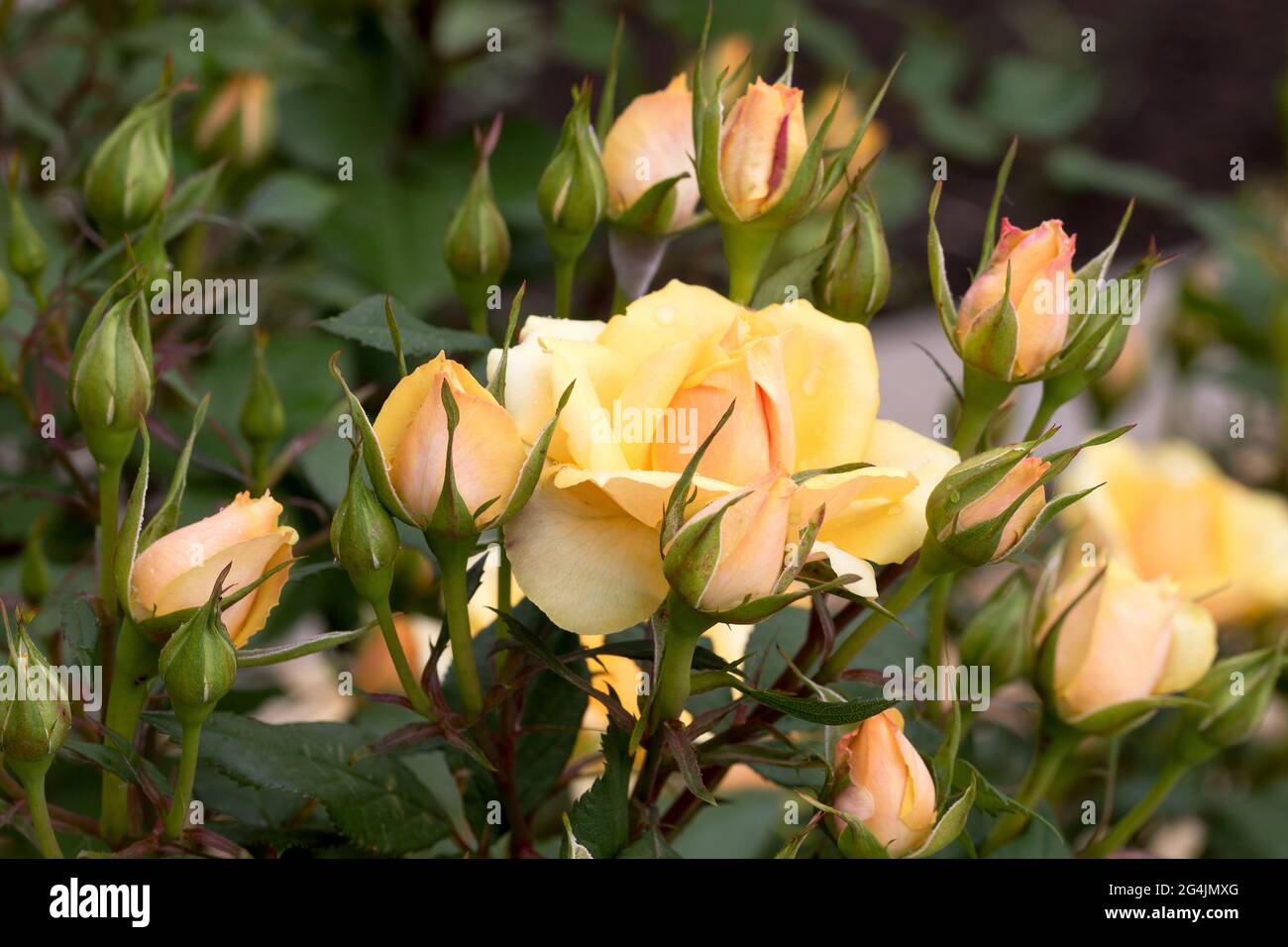 Large, fragrant, sumptuous, yellow roses with a bud against a dark ...