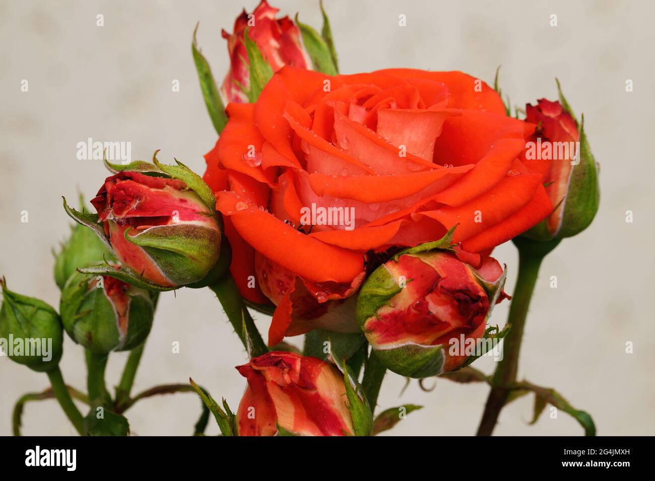 Large, fragrant, sumptuous, orange roses with a bud against a dark ...