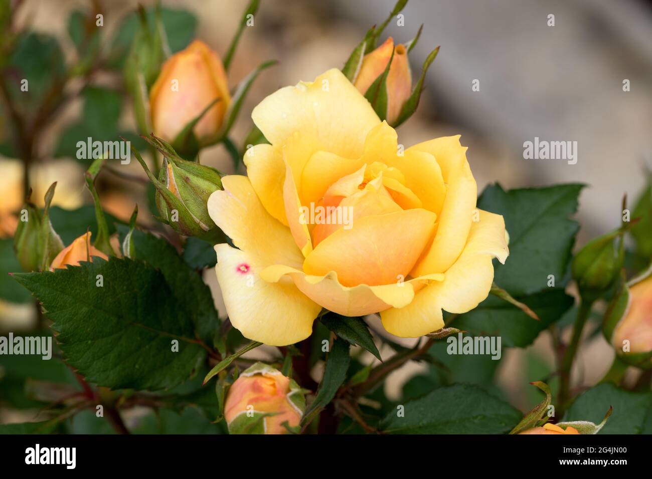 Large, fragrant, sumptuous, yellow roses with a bud against a dark ...