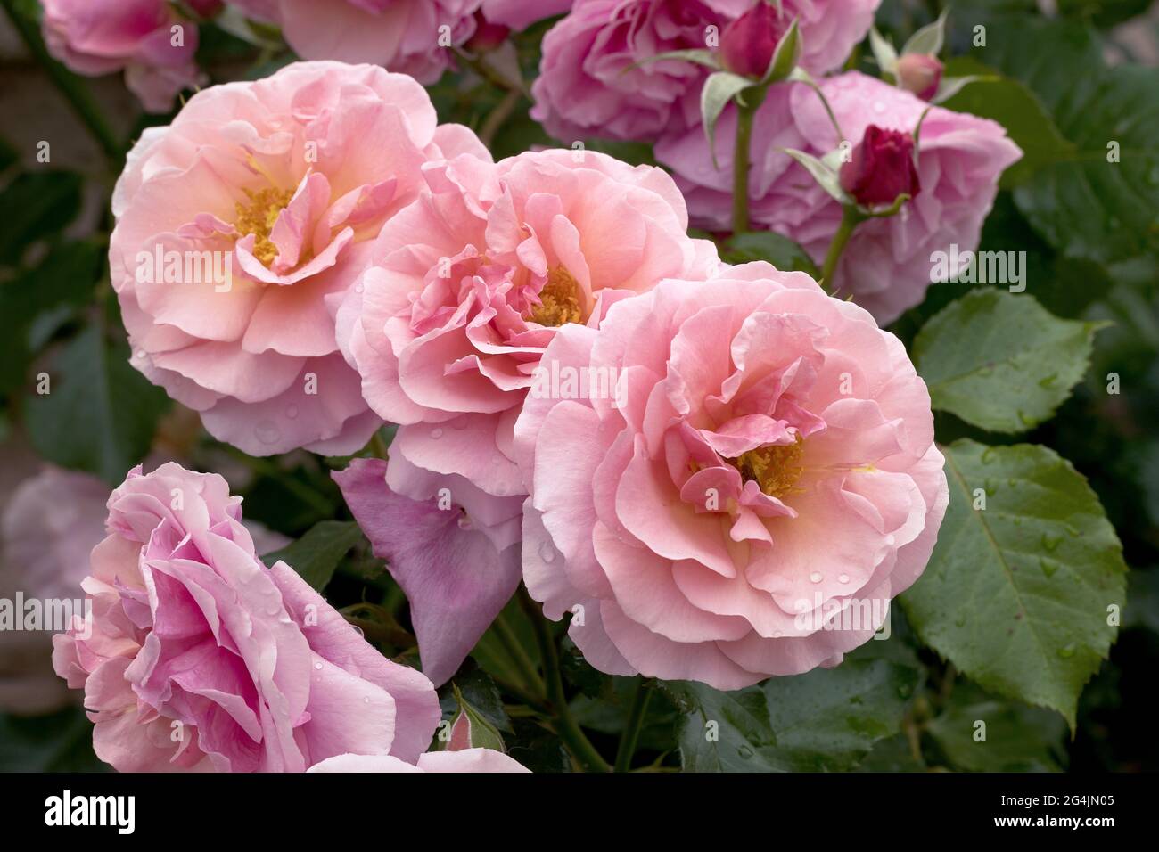Rose coral hi-res stock photography and images - Alamy
