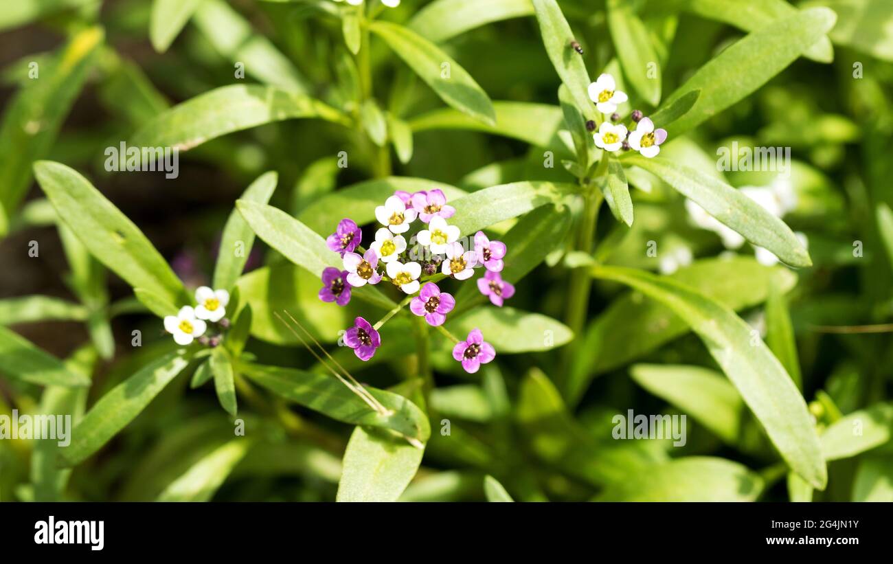Closeup of Myosotis sylvatica, little blue, white, pink flowers on ...