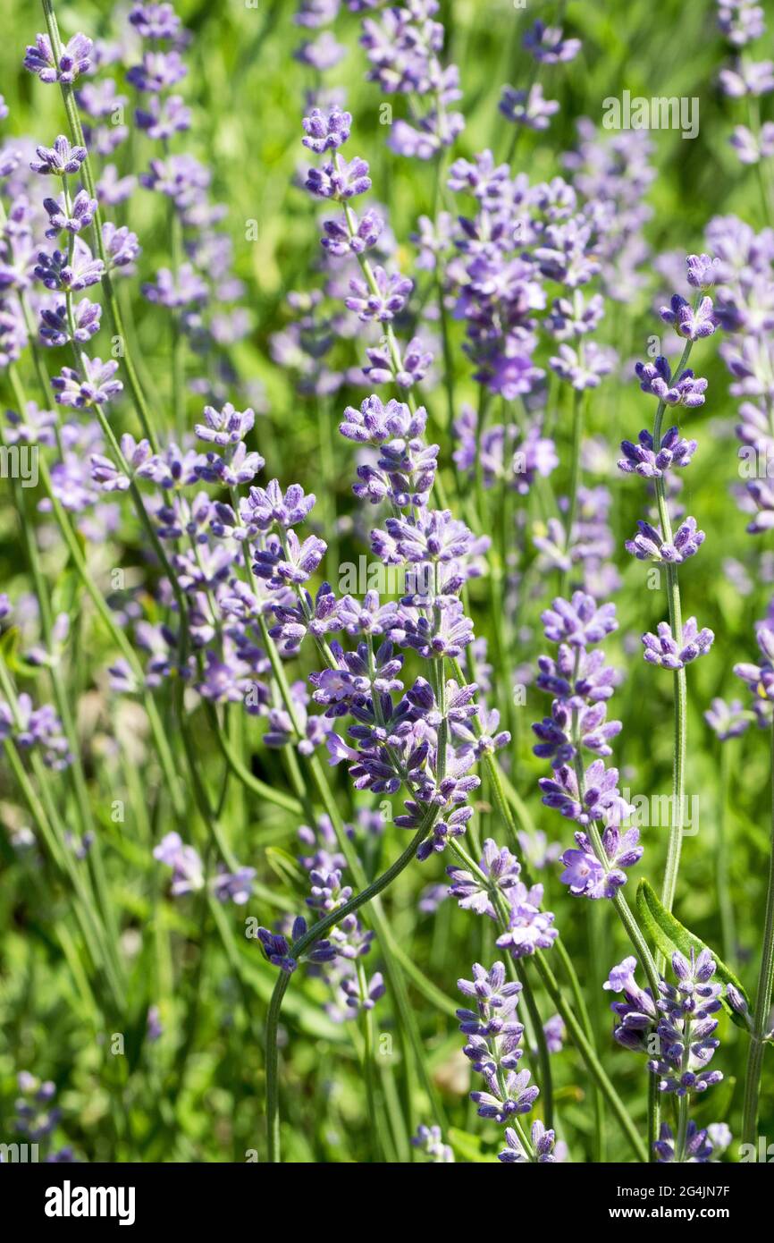 Lavender flower plant hi-res stock photography and images - Alamy