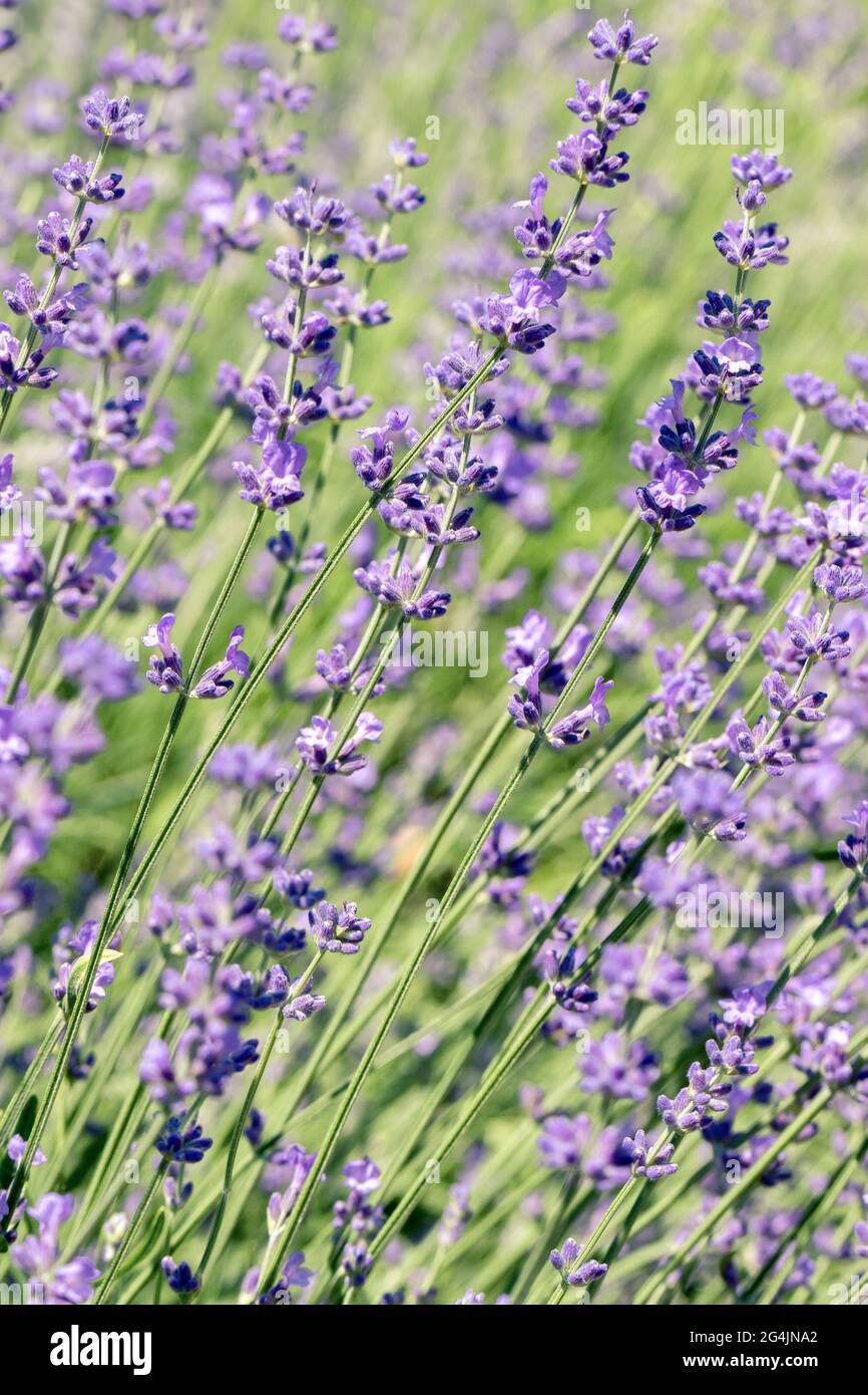 Selective focus on purple lavender flowers on blur background. Pastel ...