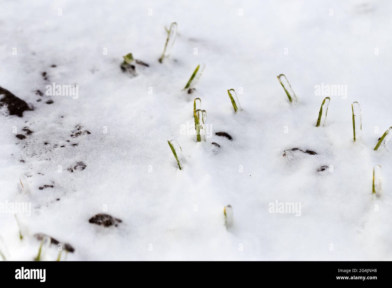 Wheat field is covered with snow in winter. Winter wheat covered with ...