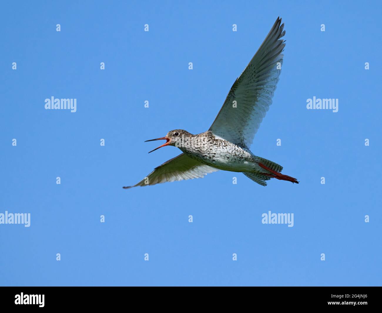 Common redshank in flight with blue skies in the background Stock Photo ...