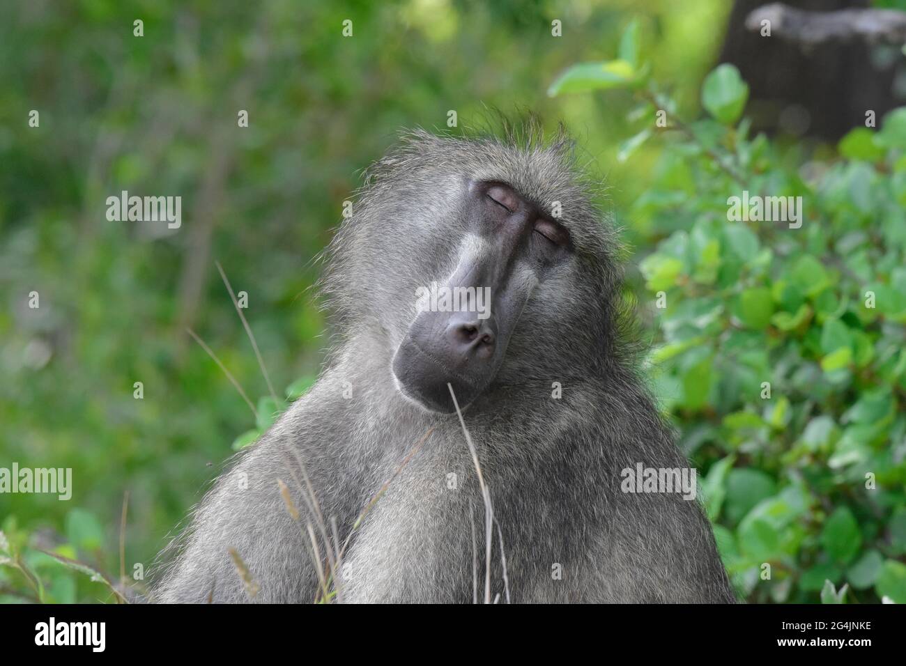 Mom baboon with sleeping baby in her arms, kruger park, South Africa ...