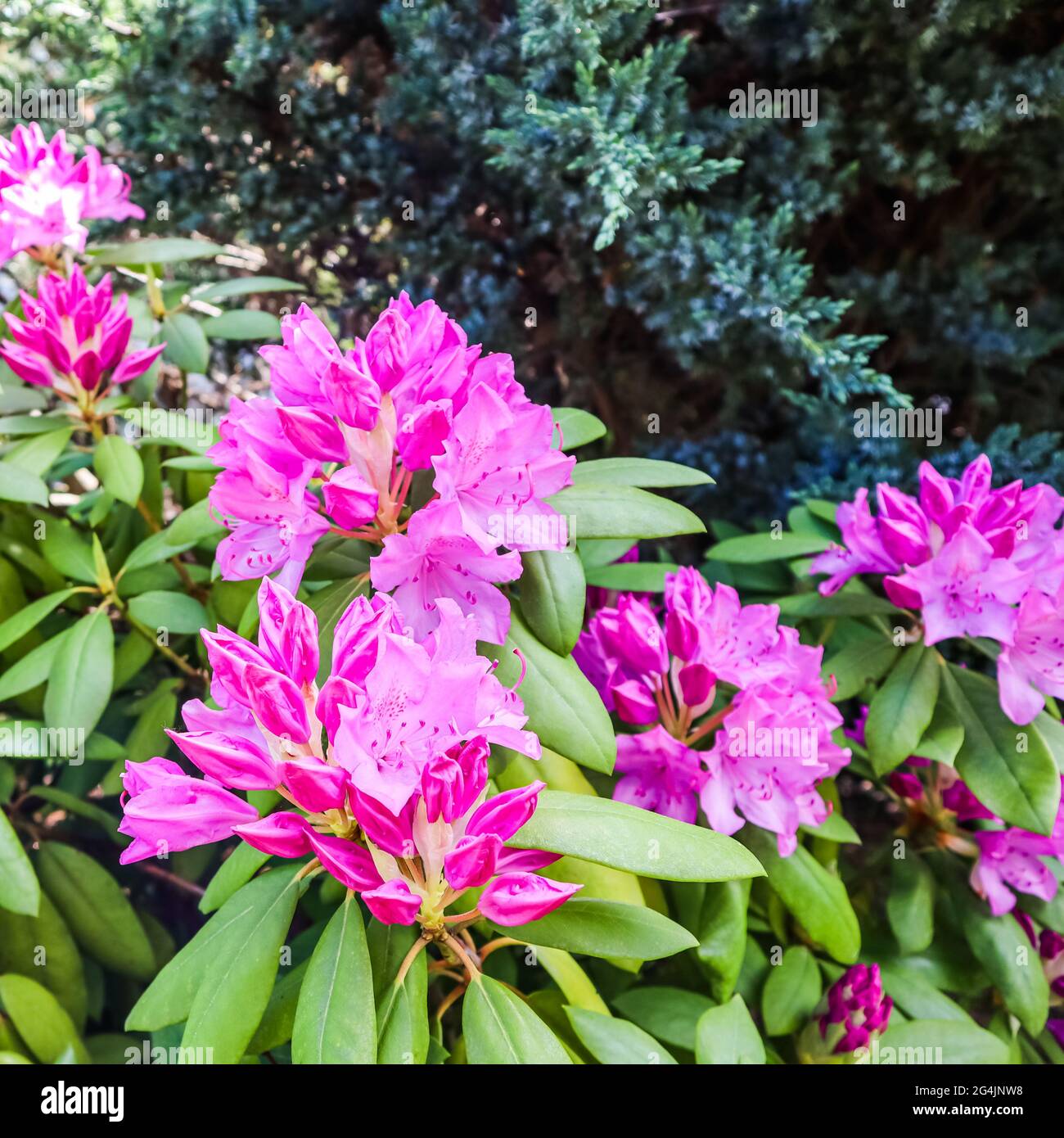 Blooming pink rhododendron flowers in spring on blurred background ...