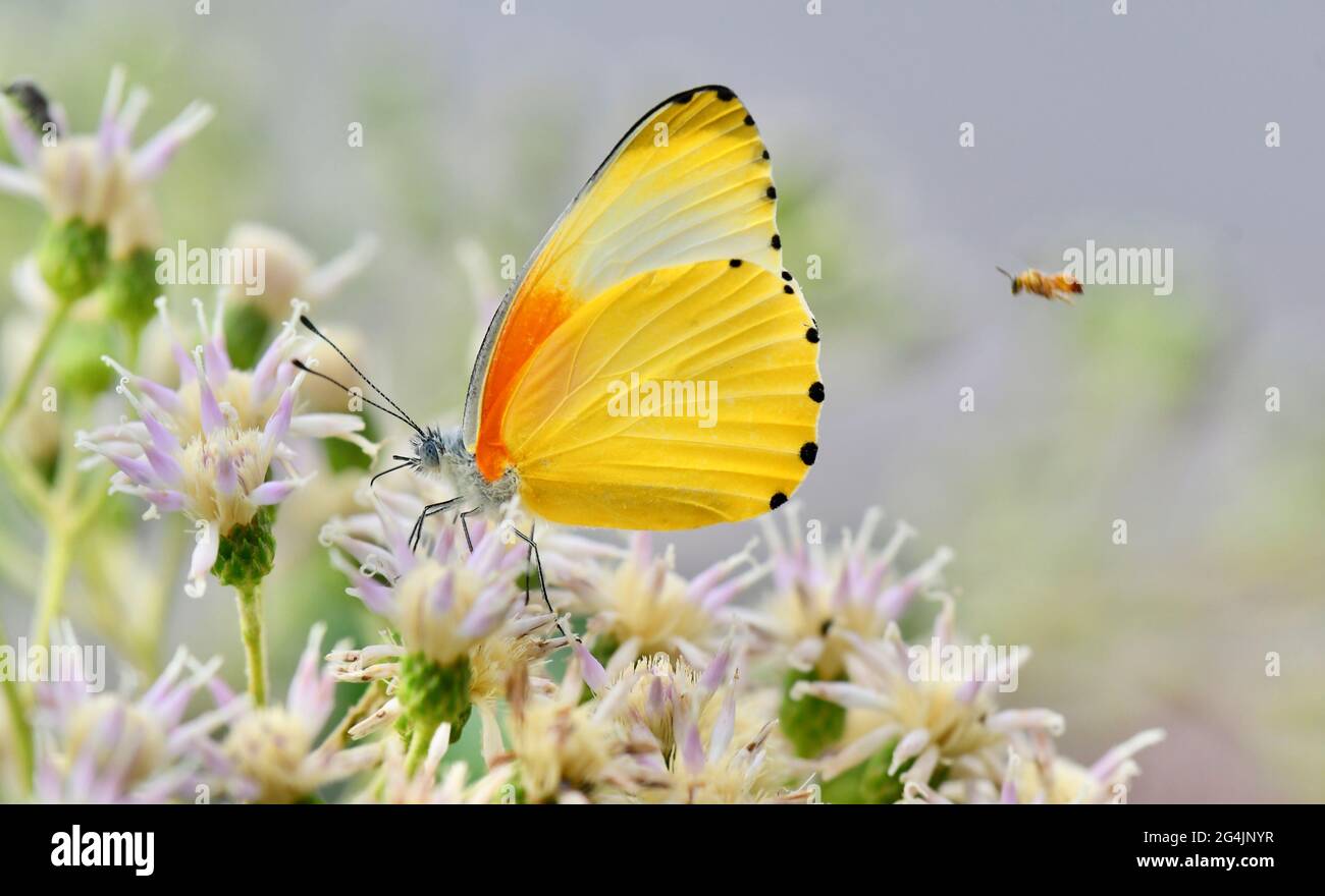 Orange dotted butterfly hi-res stock photography and images - Alamy