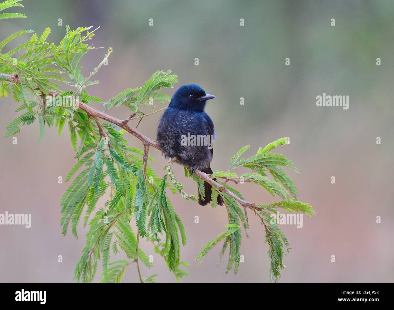 Drongo in flight hi-res stock photography and images - Alamy