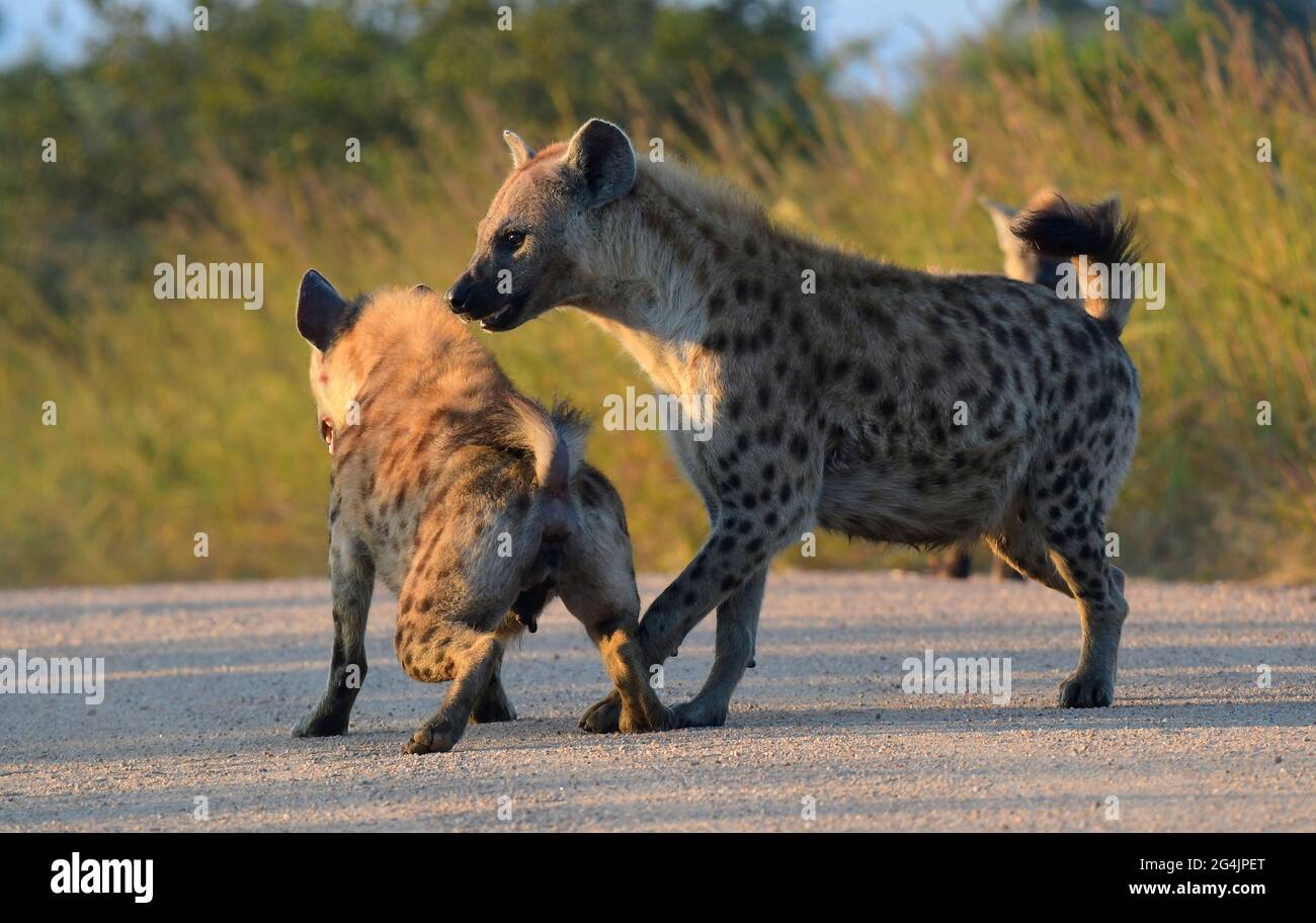 Spotted hyena jaws hi-res stock photography and images - Alamy