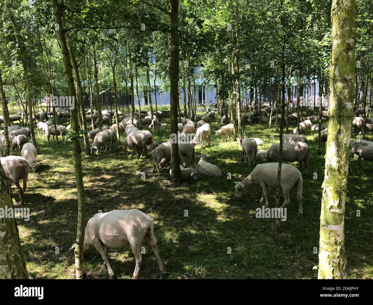 Natural view of a herd of white cattle grazing on the field under the ...