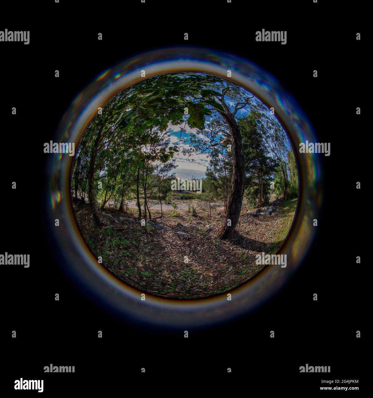 Circular fish eye lens of shady trees in a landscape with cloudy blue ...