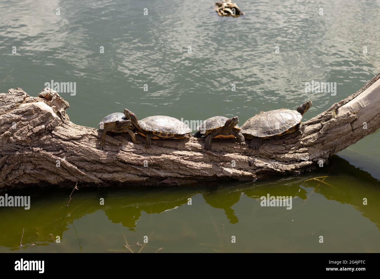 Turtle Family High Resolution Stock Photography and Images - Alamy