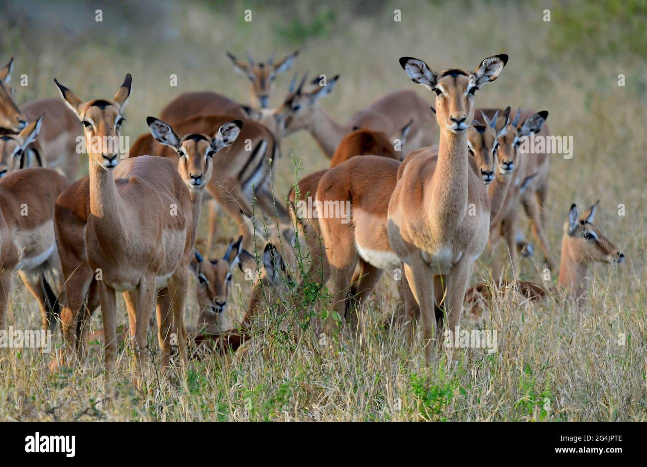 South africa stare hi-res stock photography and images - Alamy