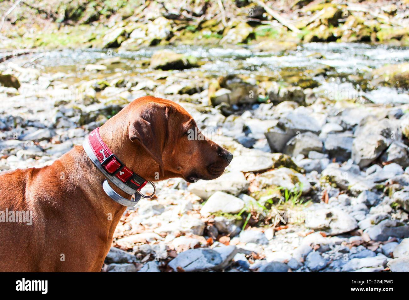 Hunter dog in the forest Stock Photo - Alamy