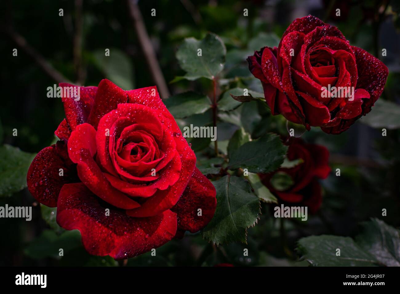 Closeup shot of beautiful fully bloomed red roses with water droplets ...