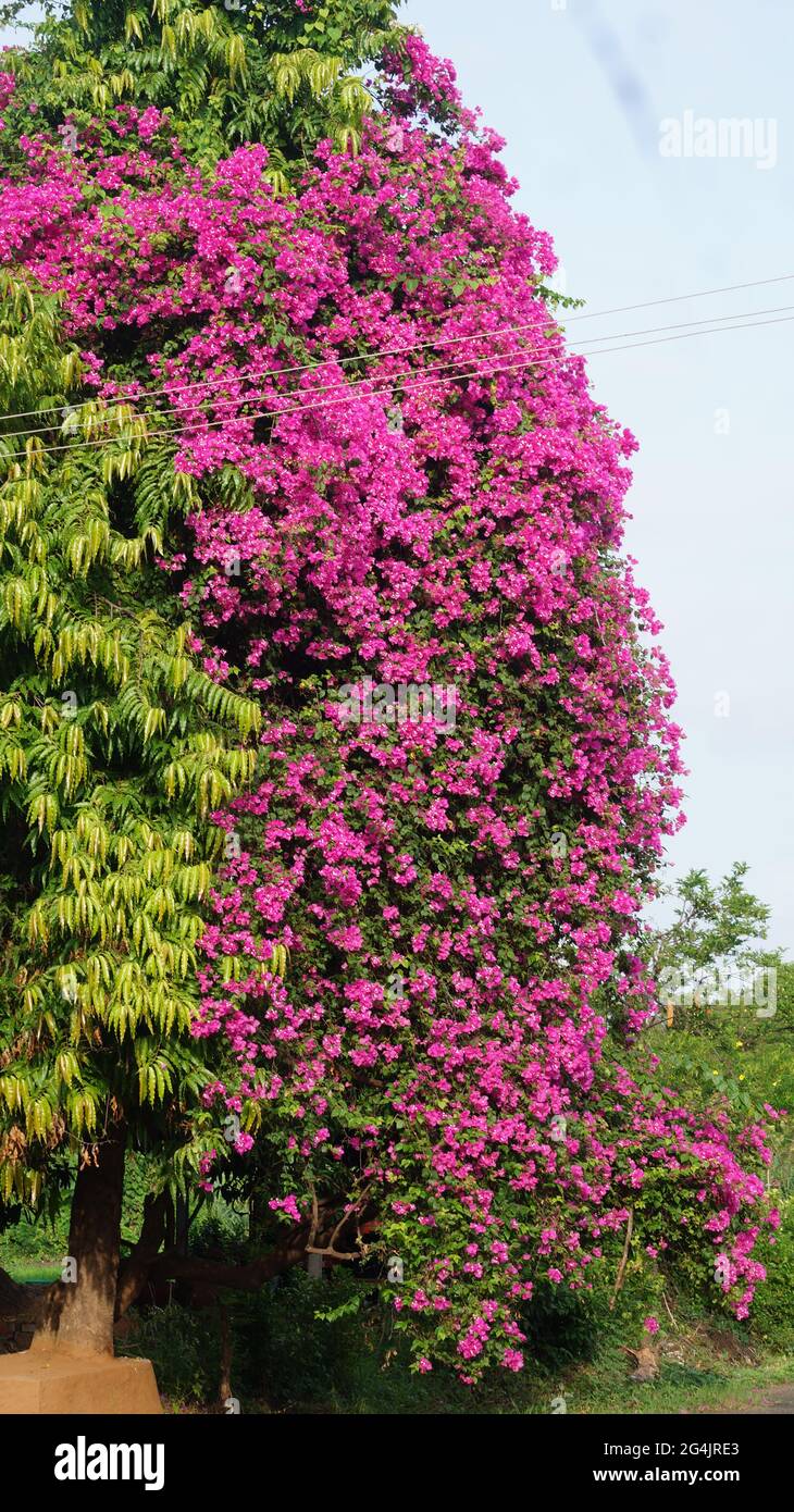 Reverted shot of a purple flowering plant wall Stock Photo - Alamy