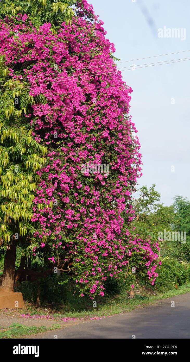 Reverted shot of a purple flowering plant wall Stock Photo - Alamy