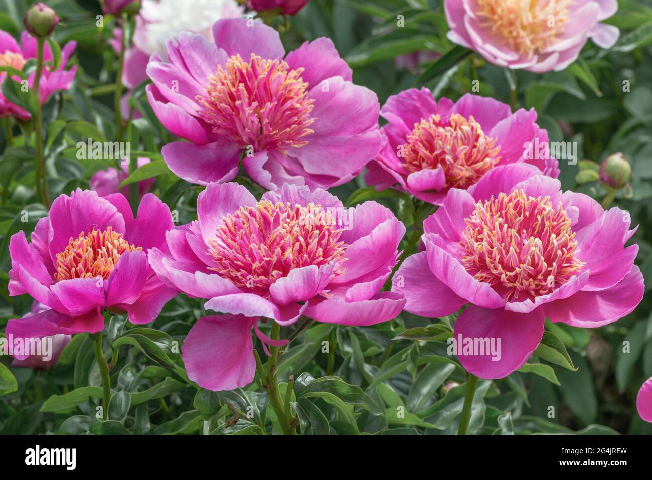 Peony Neon - one of the most popular "Japanese"! Inflorescences are two ...