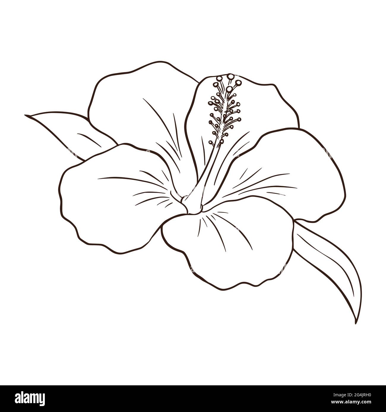 Line art exotic flower illustration for logo, emblem, template ...