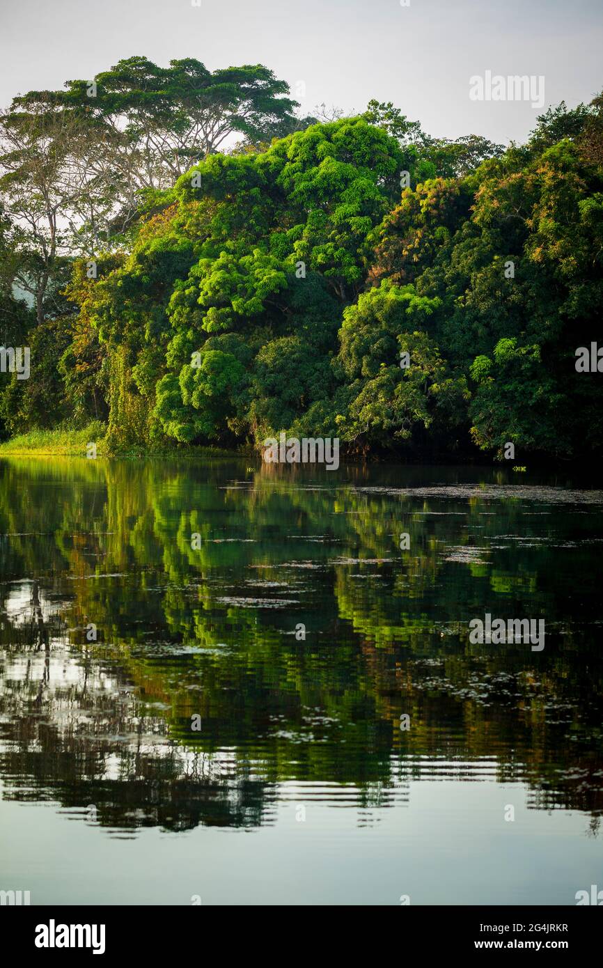 Panama landscape with lush rainforest in early morning light in one of ...