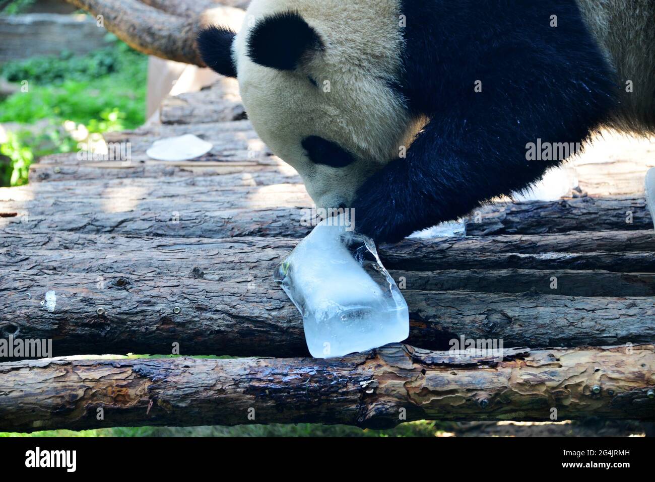 BEIJING, CHINA - JUNE 22, 2021 - A giant panda eats ice cubes to cool ...
