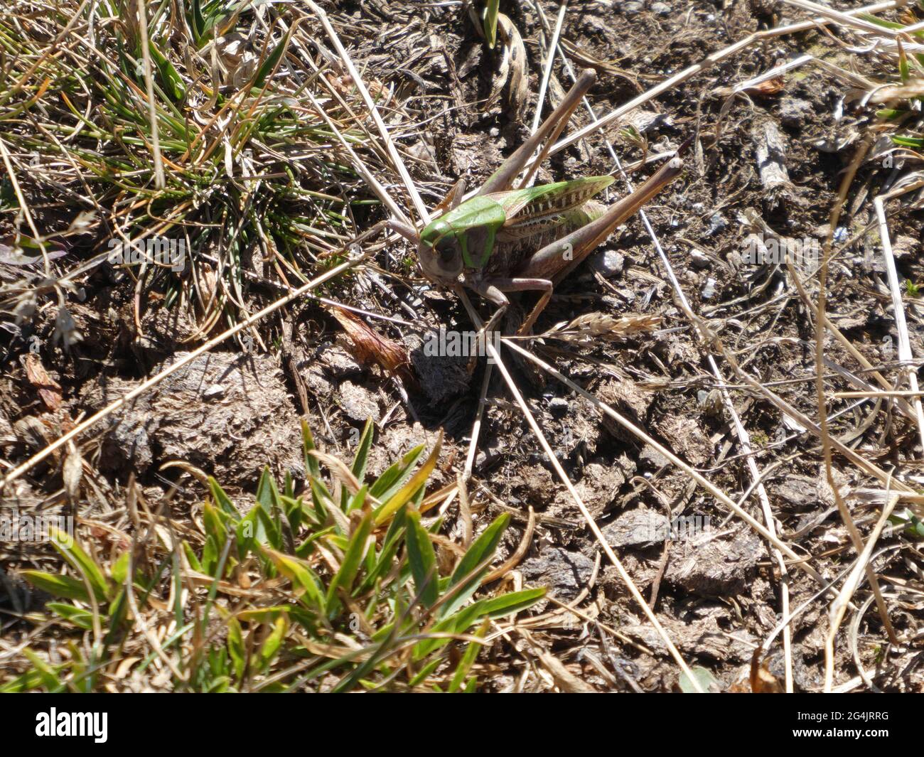 Green grasshopper sitting on brown ground Stock Photo - Alamy