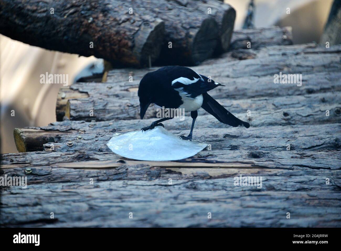 BEIJING, CHINA - JUNE 22, 2021 - A magpie eats ice to cool off in high ...